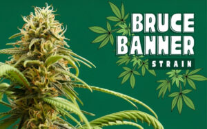 How to Grow Bruce Banner Cannabis Strain: An Complete Guide ...